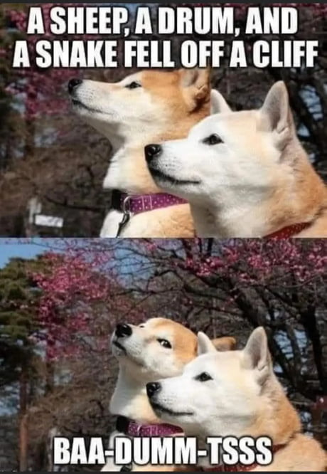 Best Funny sheep Memes - 9GAG