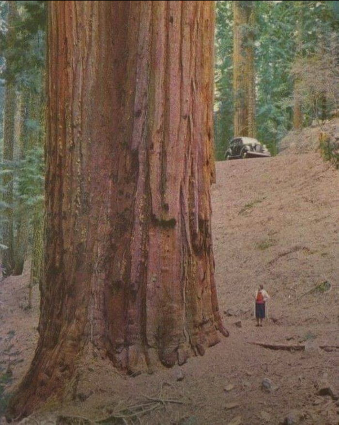 A person standing next to a giant sequoia - 9GAG