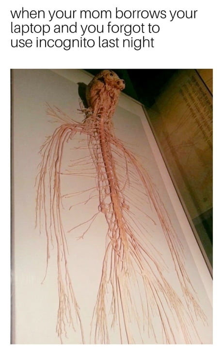 Nervous System Memes When I Thought Of This I Was Going To Share It As