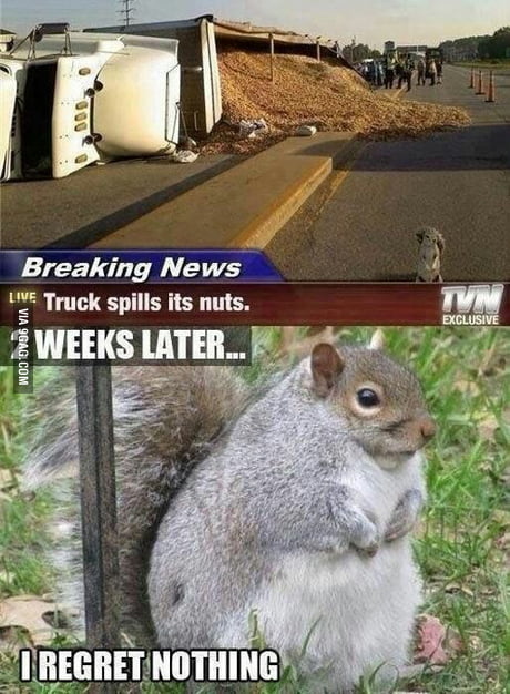 Evil Squirrel Pictures