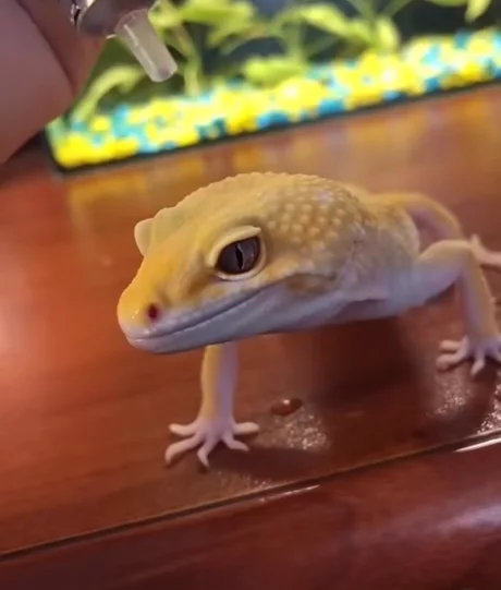 Cute Leopard Gecko Smiling