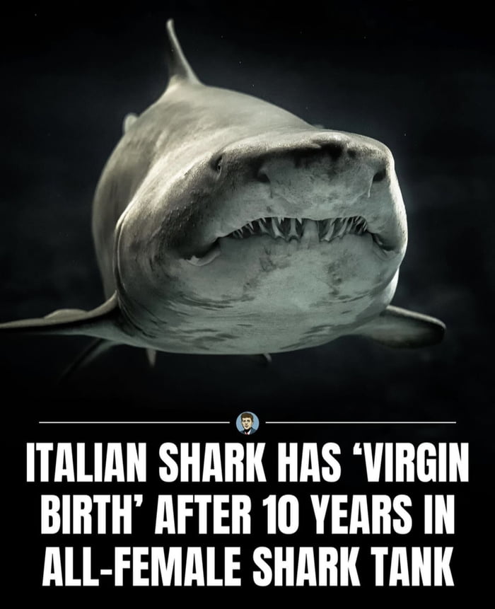 Shark Jesus - 9GAG