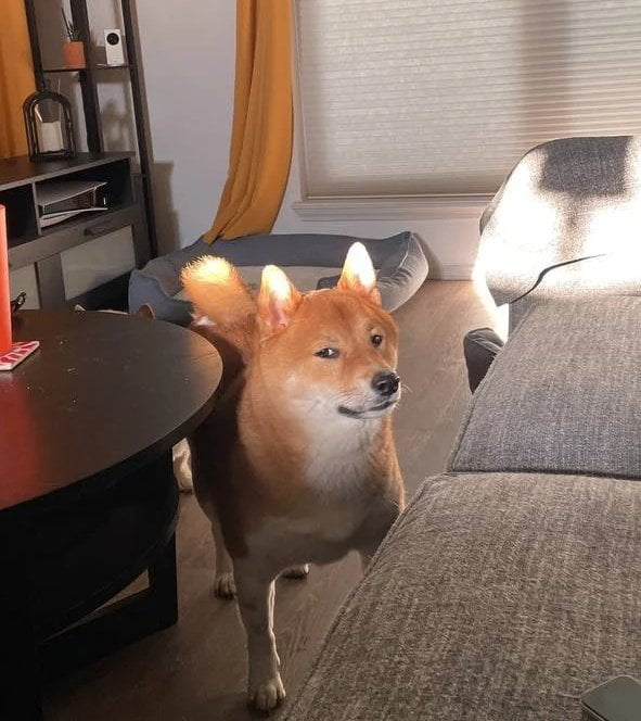 Chad Doge. Much bright. Such serious. - 9GAG