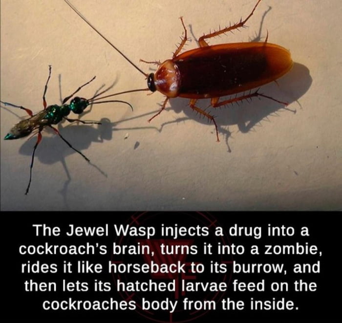 Nothing like getting turned into a zombie cockroach 🧟🪳 - 9GAG