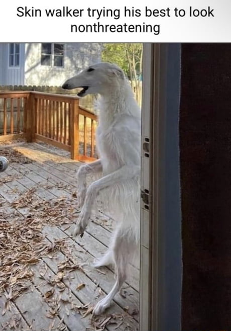 Best Funny skinwalker Memes - 9GAG