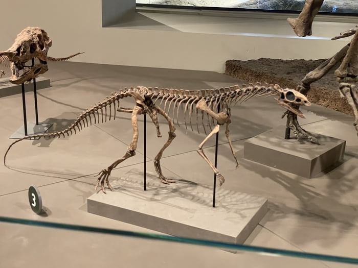 This Triassic age lizard is Teleocrater! While it lived along side ...