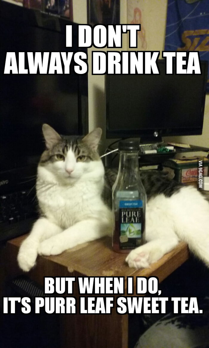 My Cat Sir Neko and his purrfect tea. - 9GAG