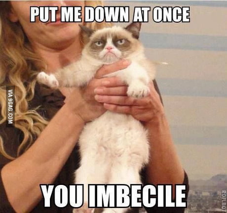 Vertically Challenged Meme