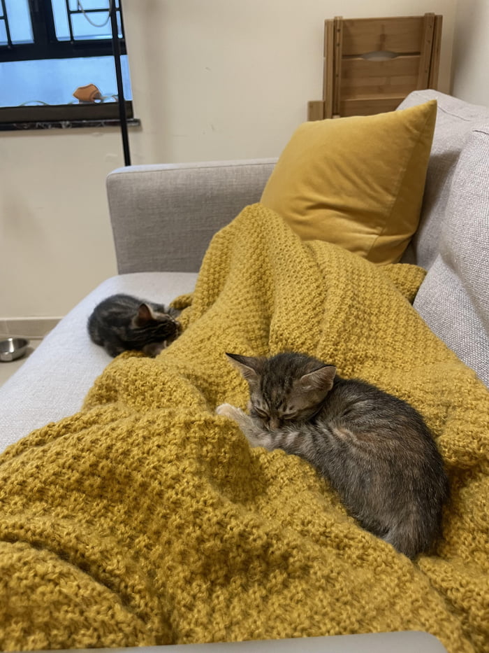 Illegally smol cuddlers - 9GAG