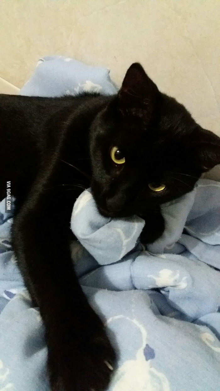 So that is my cat... his name is toothless - 9GAG