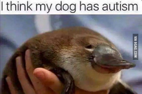 Autism Dog Memes