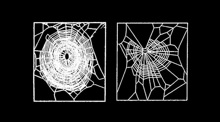Spiders Fed With Marijuana Made Deformed Webs In NASA Experiment - 9GAG