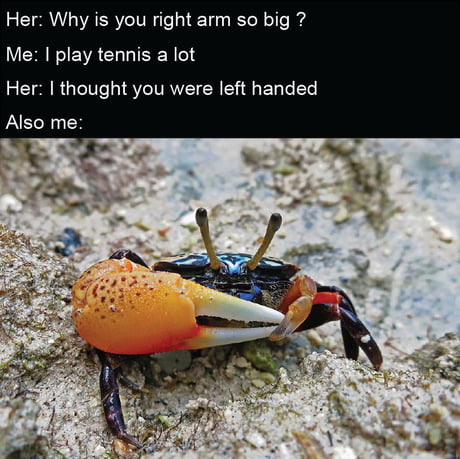 Best Funny fiddler crab Memes - 9GAG