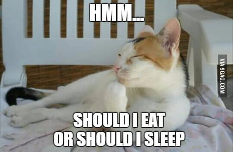 First World Problems Cat Meme