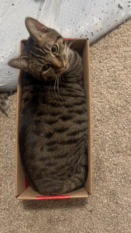 Best Funny cat loaf Memes - 9GAG