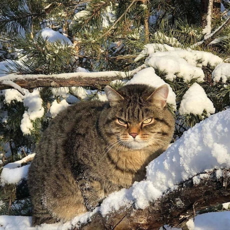 Best Funny serious cat Memes - 9GAG