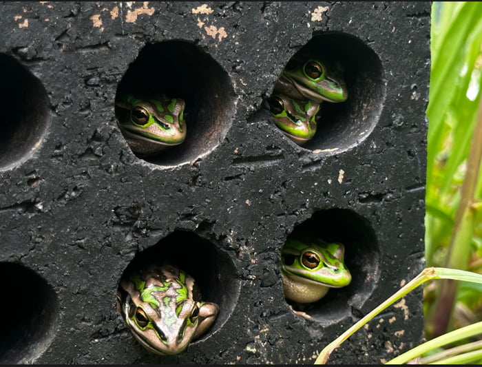 Frog Town Apartments Now Accepting Rental Applications - 9GAG