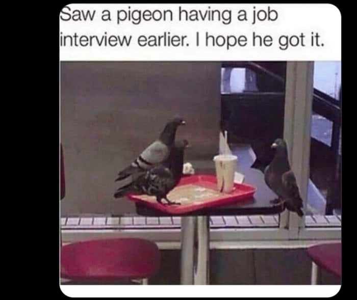 Wishing this pigeon the best on his job interview - 9GAG