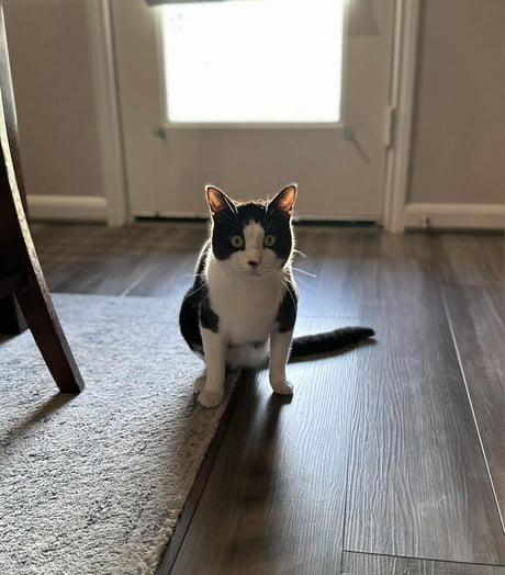 Best Funny dingus Memes - 9GAG