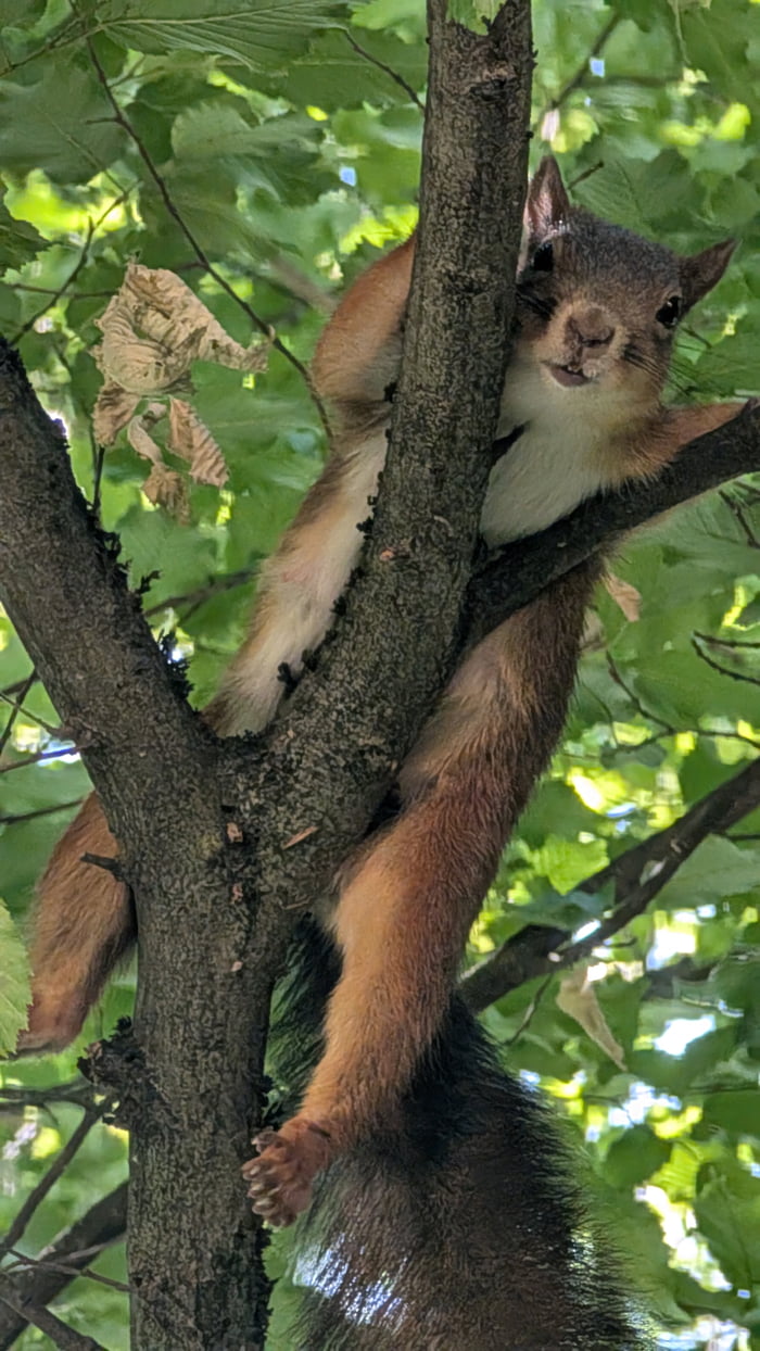 Just a squirrel, chilling in the tree - 9GAG