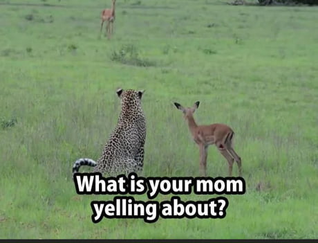 Best Funny damn nature you scary Memes - 9GAG