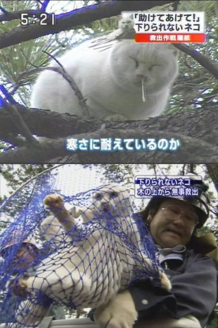 Notorious snotty cat gives snot to numerous unsuspecting joggers get ...