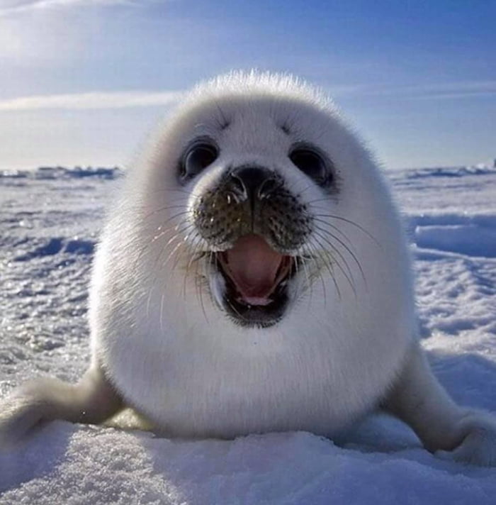 A baikal seal pup - 9GAG