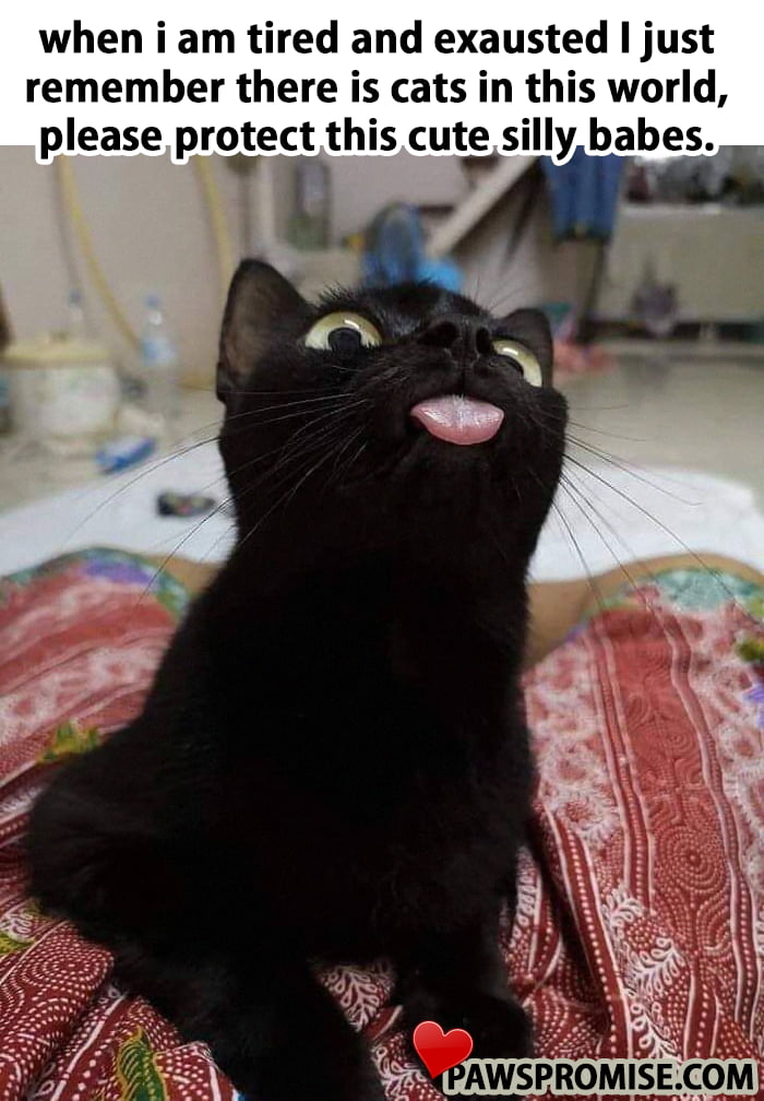 Cuteness is something that needs protection - 9GAG