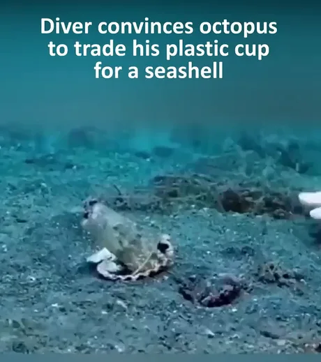 Husky Octopus Memes PBS Nature (@pbsnature) An Octopus's Arms Have A
