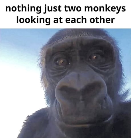9gag Monkey Memes Nosacz Monkey Memes Imgflip