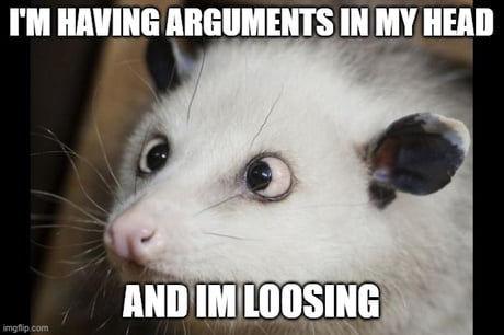 Dead Possum Memes The Best Possum Memes :) Memedroid
