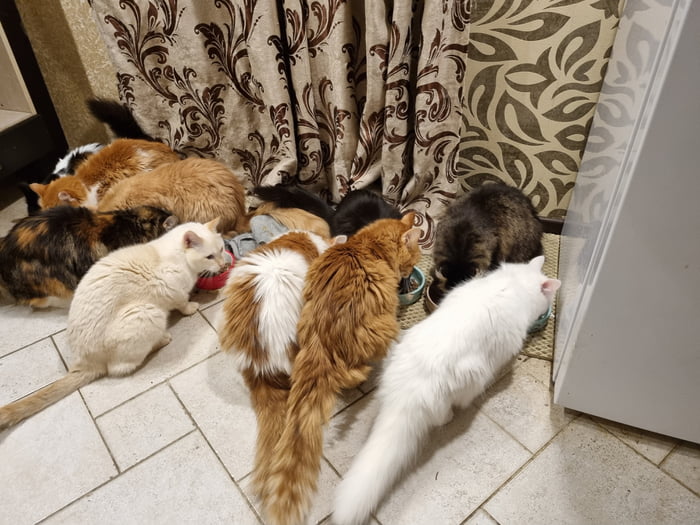 That's what 10 cats feeding looks like x) (there 11 irl, but one is too ...