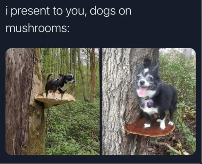 Songs on paddo's - 9GAG