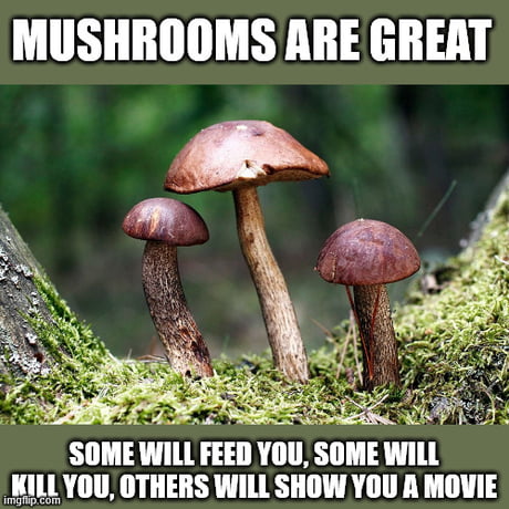 Best Funny mushrooms Memes - 9GAG
