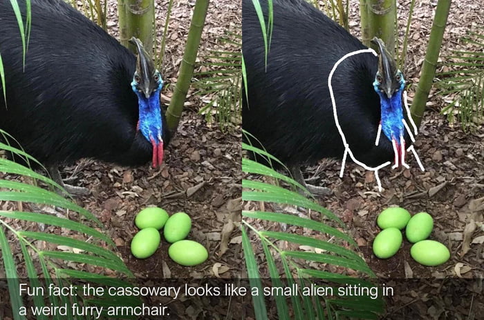 Cassowary is not just dangerous but also hilarious! - 9GAG
