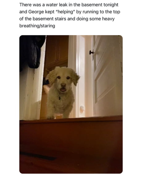 Best Funny dog helper Memes - 9GAG