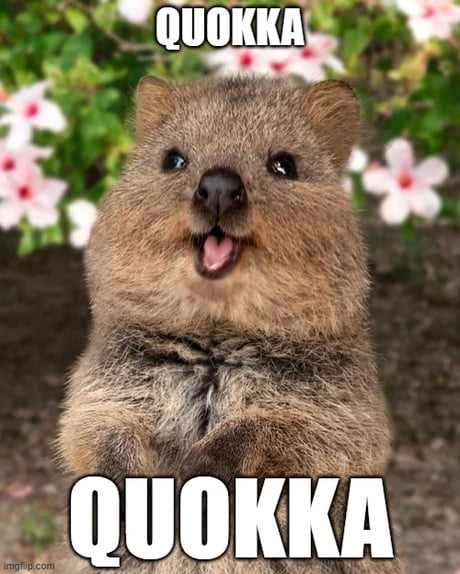 25 Best Memes About Quokka Quokka Memes 25+ Best Memes About Quokka