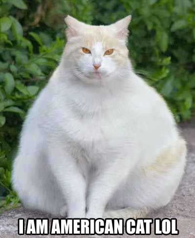 Best Funny fat cat Memes - 9GAG