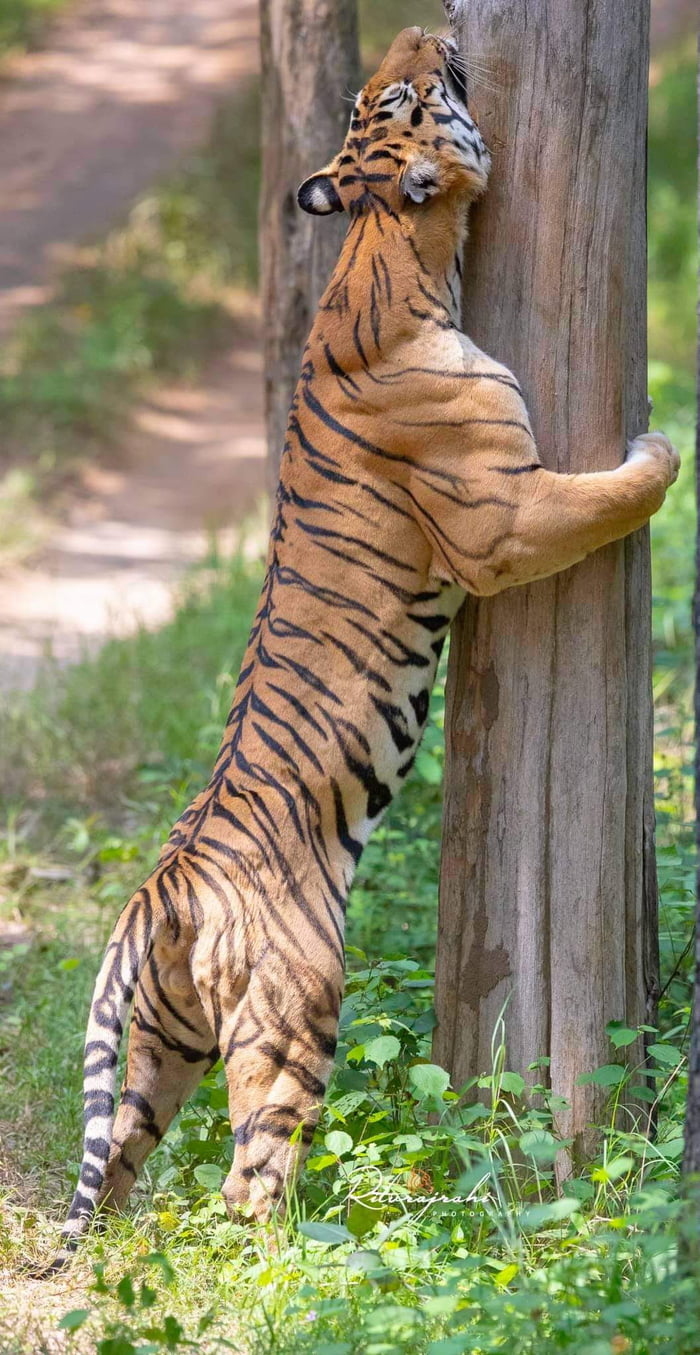 The muscles of a Bengal Tiger - 9GAG