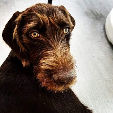 Wirehaired Pointing Griffon Lab Mix