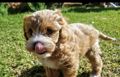 Sale > funny cavapoo videos > in stock