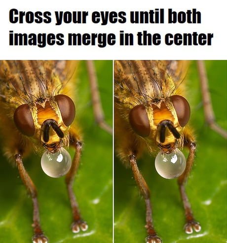 Best Funny cross eyed Memes - 9GAG