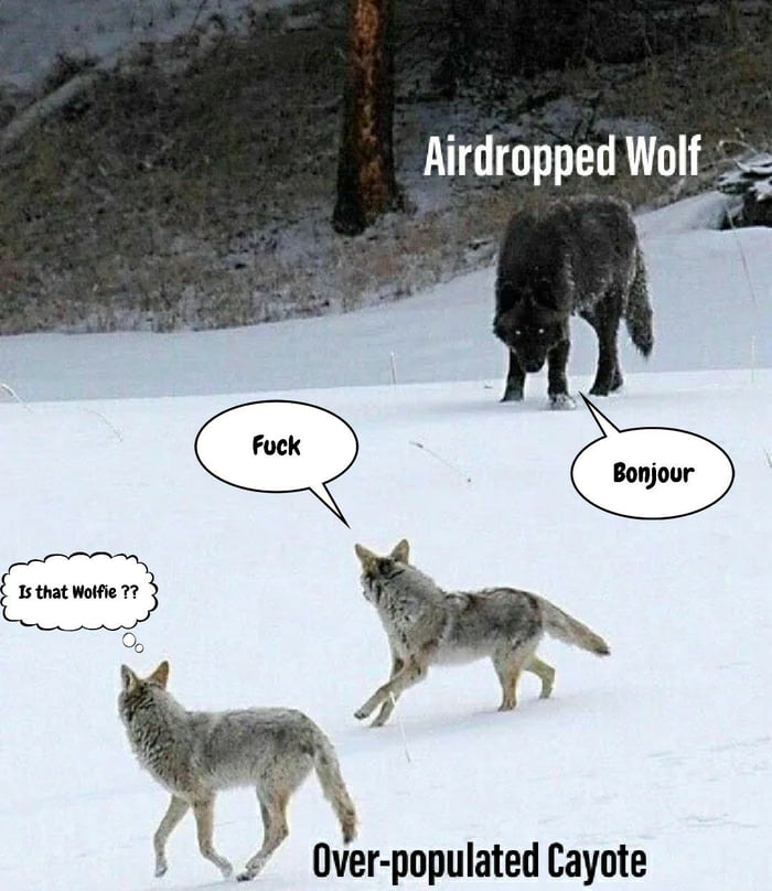 Wolves were airdropped in Yellowstone National Park. - 9GAG