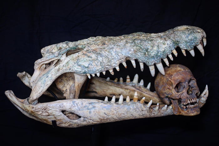 Big ass crocodile skull - 9GAG