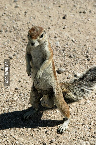 Big balls squirrel - 9GAG