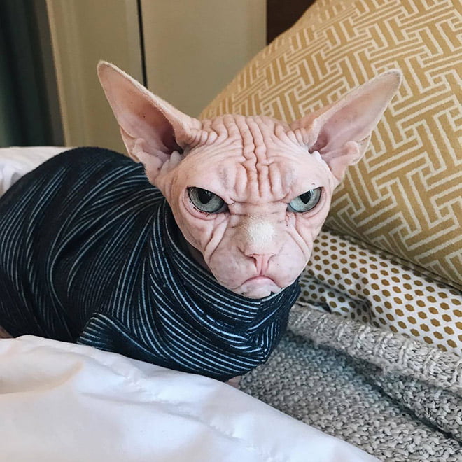 Meet Loki: The World’s Grumpiest Sphynx Cat - 9GAG