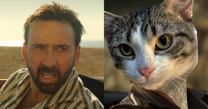 Shelter Cat Named Pedro Pspspscal Finds Furrever Home After Going Viral ...