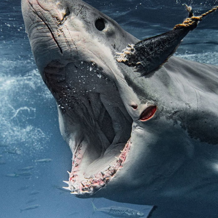 Those Jaws! Sharks never run out of teeth, whenever a tooth becomes ...