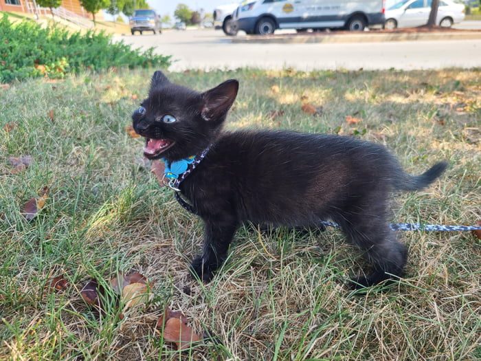 Tiny Man Mid Screech - 9GAG