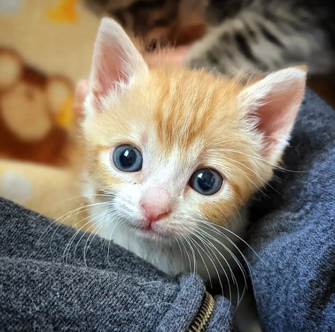 Picked up this tiny baby today - still cant get over how small she is!! - 9GAG